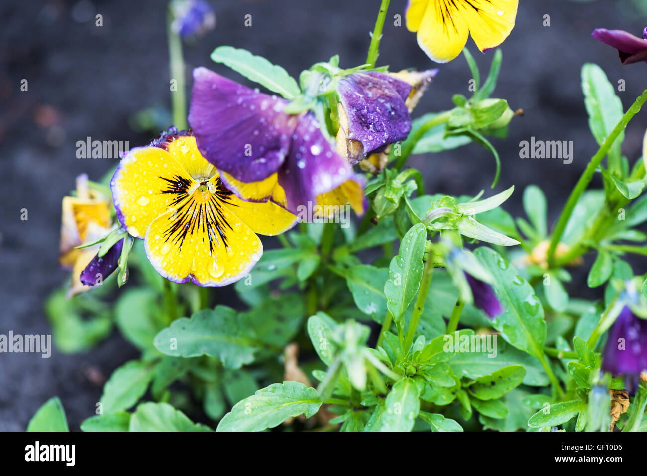 Fiamma tricolore immagini e fotografie stock ad alta risoluzione - Alamy
