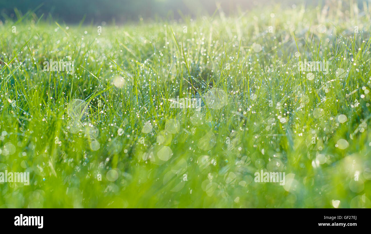 Montare rugiada immagini e fotografie stock ad alta risoluzione - Alamy