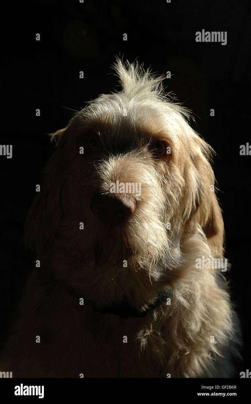 Italian spinone immagini e fotografie stock ad alta risoluzione - Alamy