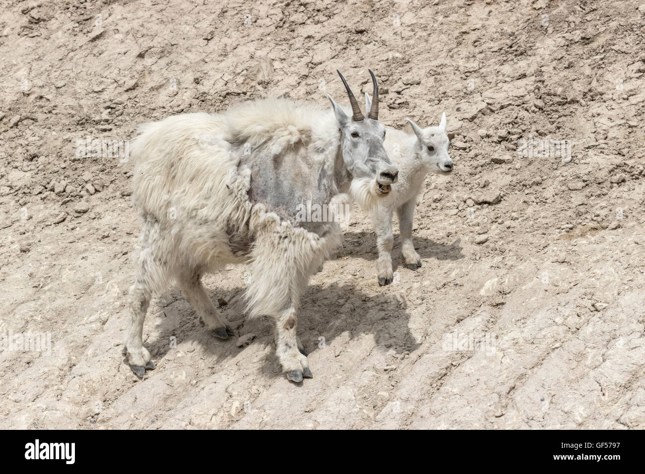 Capra di montagna e bambino immagini e fotografie stock ad alta ...