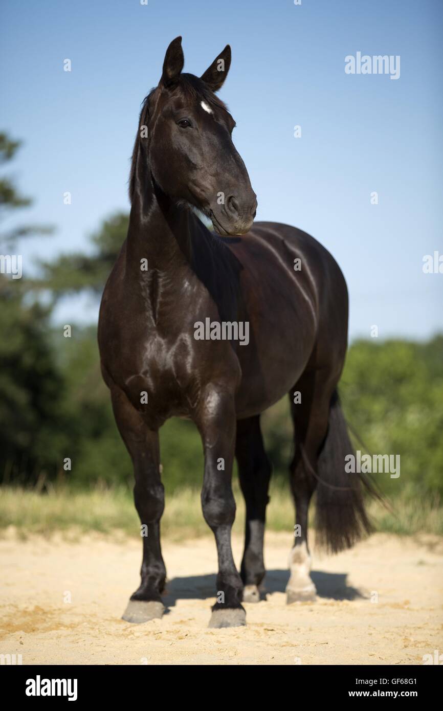 A pesante immagini e fotografie stock ad alta risoluzione - Alamy