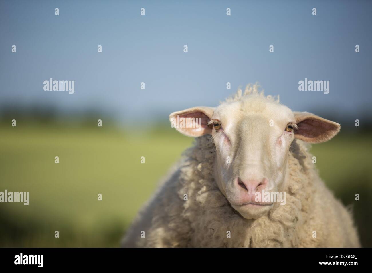 Teste di pecore immagini e fotografie stock ad alta risoluzione - Alamy
