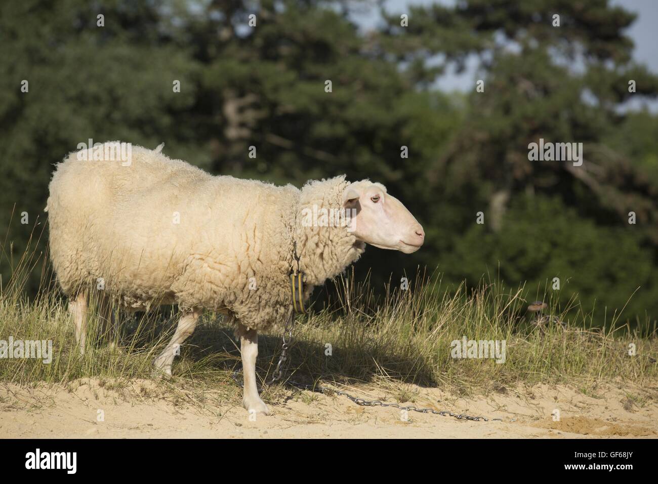 Profilo delle pecore immagini e fotografie stock ad alta risoluzione ...