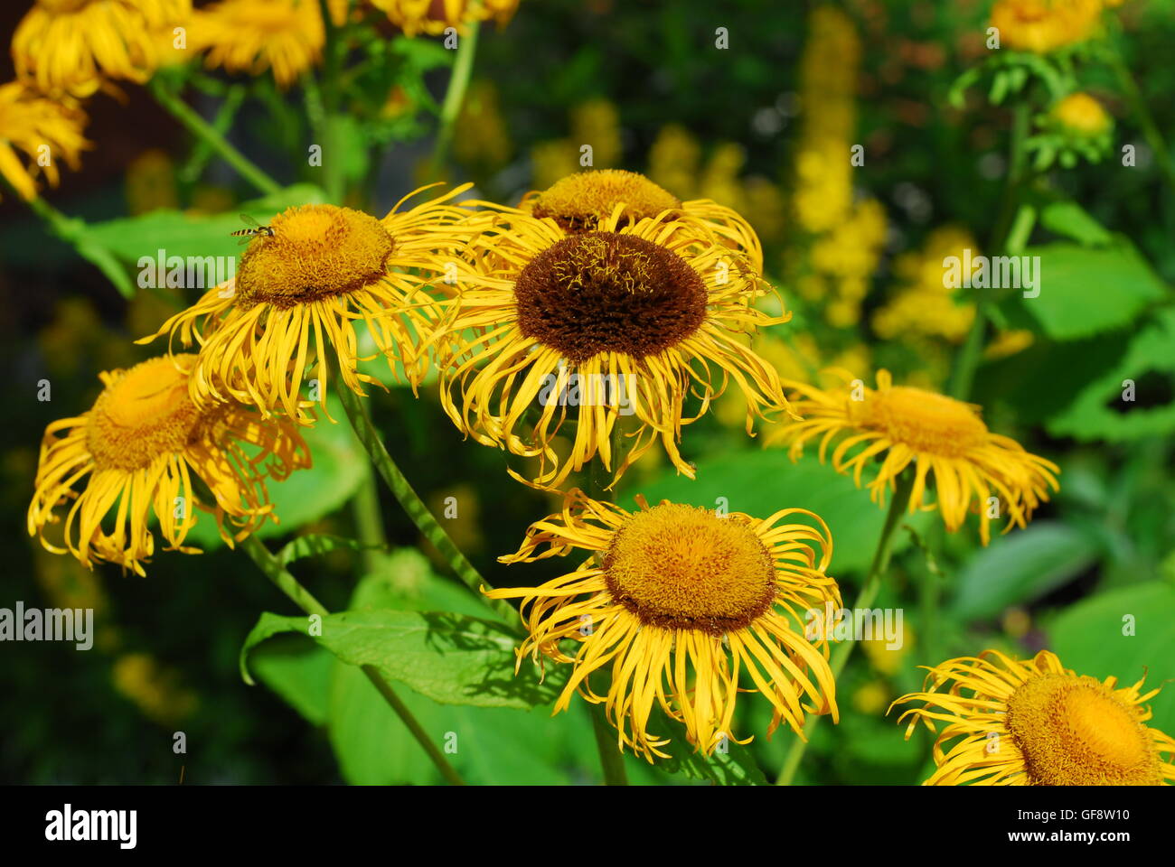 Enula campana immagini e fotografie stock ad alta risoluzione - Alamy