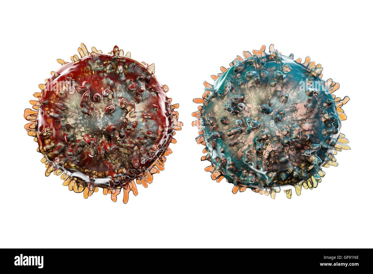 Linfocita b immagini e fotografie stock ad alta risoluzione - Alamy