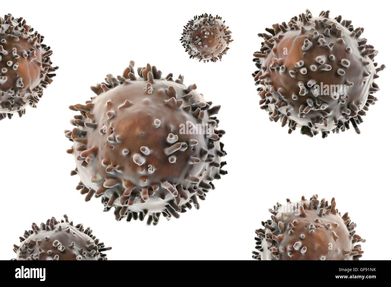 Linfociti b immagini e fotografie stock ad alta risoluzione - Alamy