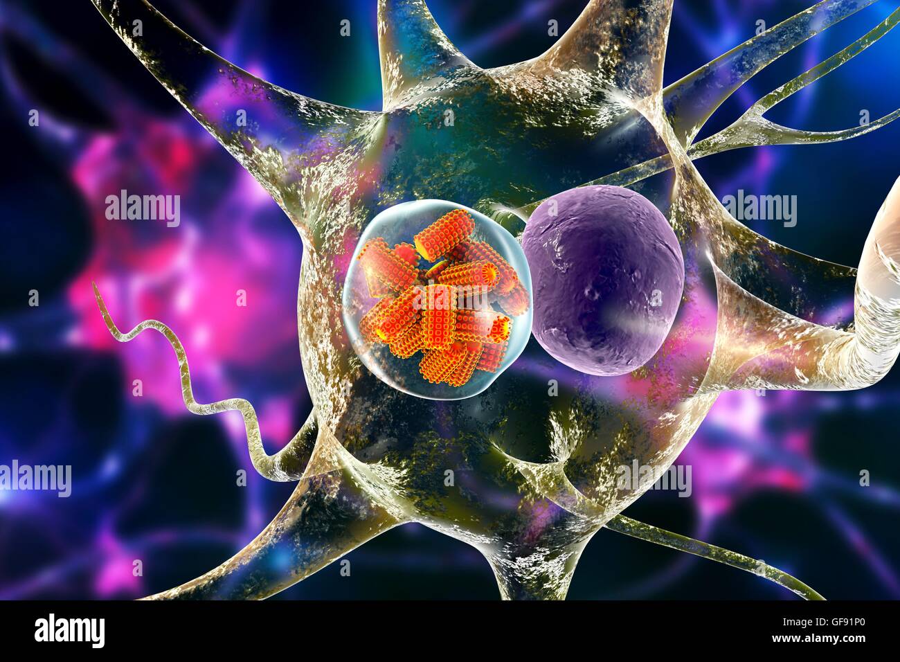 Citoplasma de la neurona immagini e fotografie stock ad alta ...