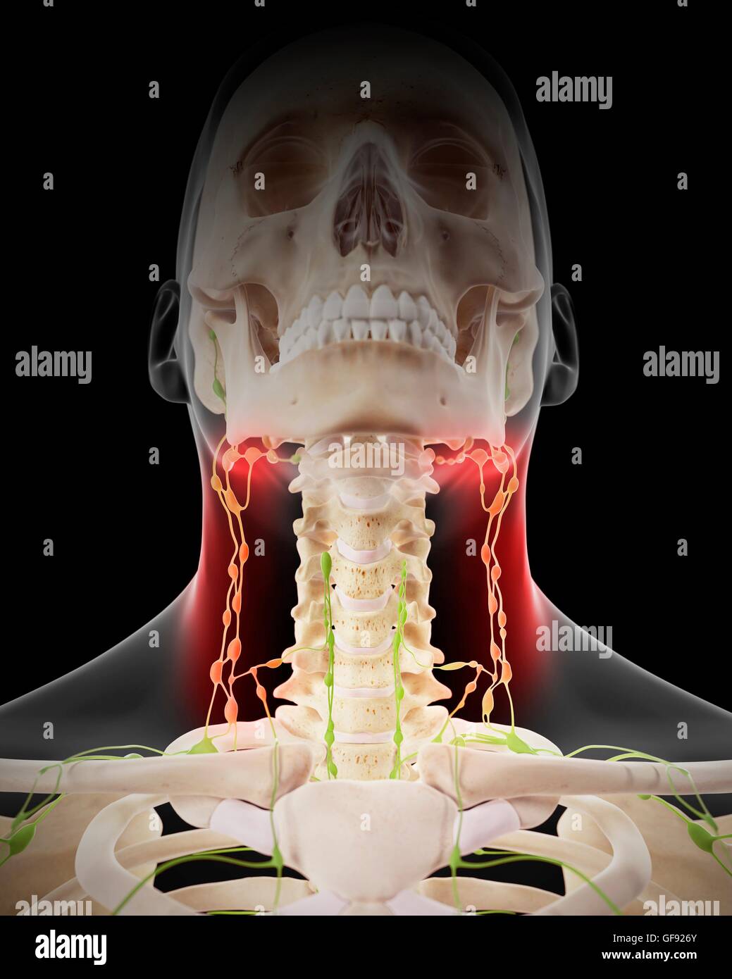 Linfonodi cervicali immagini e fotografie stock ad alta risoluzione - Alamy