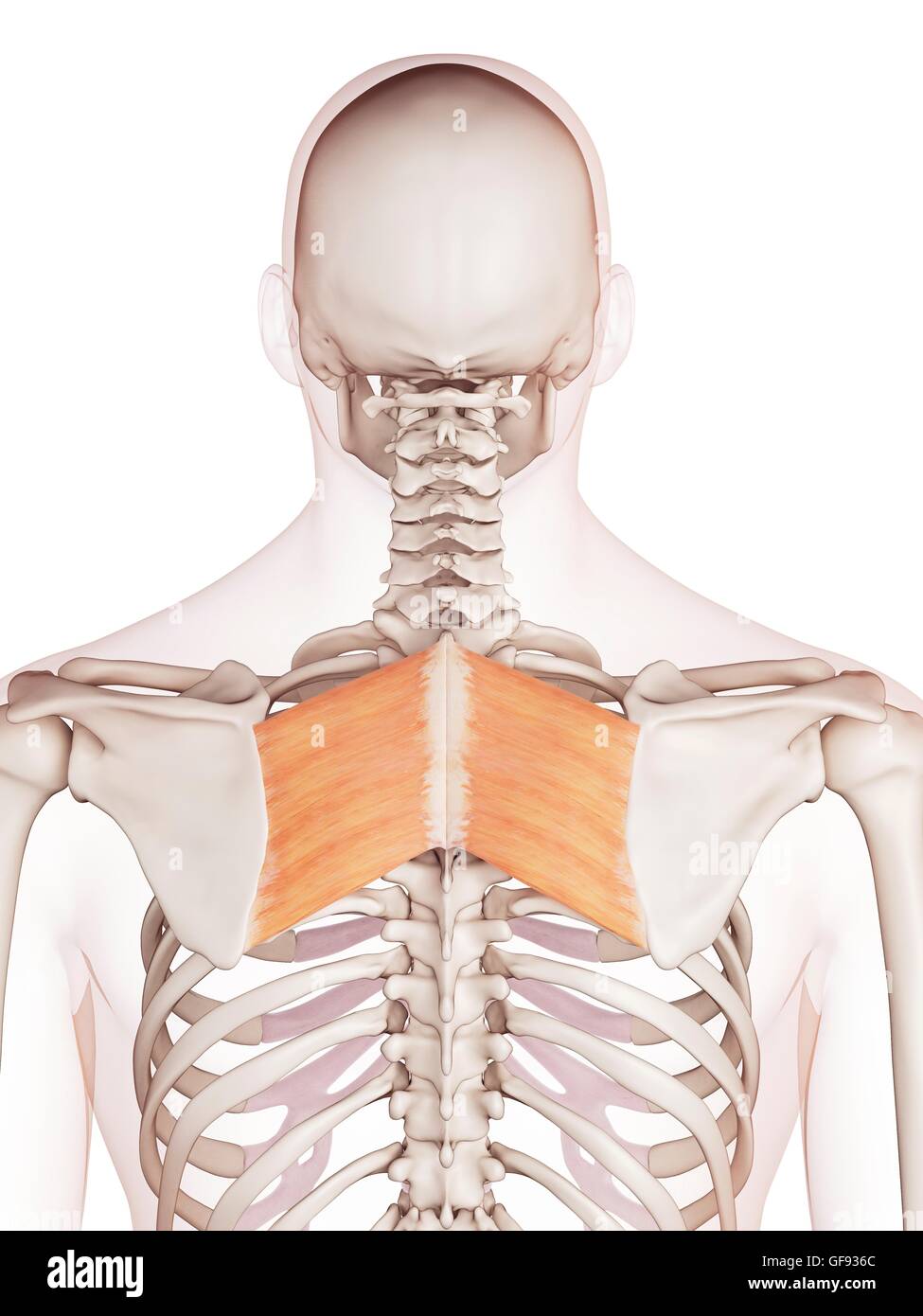 Anatomía de los músculos mayores romboides immagini e fotografie stock ...