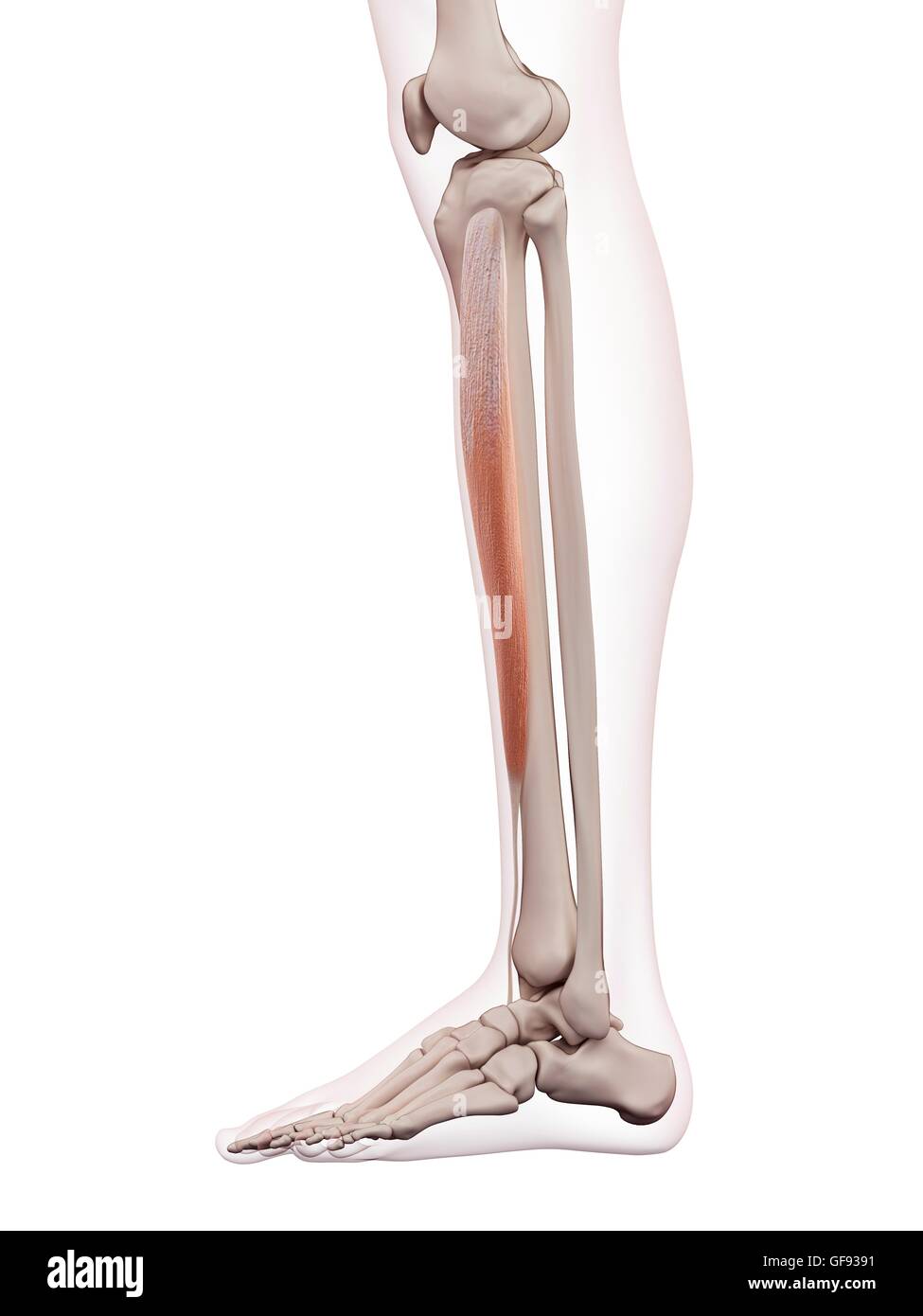 Muscoli tibiale anteriore immagini e fotografie stock ad alta ...