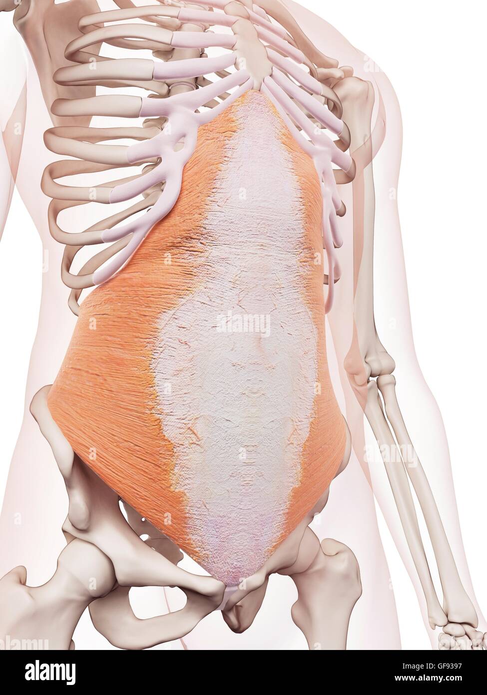 Muscoli trasverso dell'addome immagini e fotografie stock ad alta ...