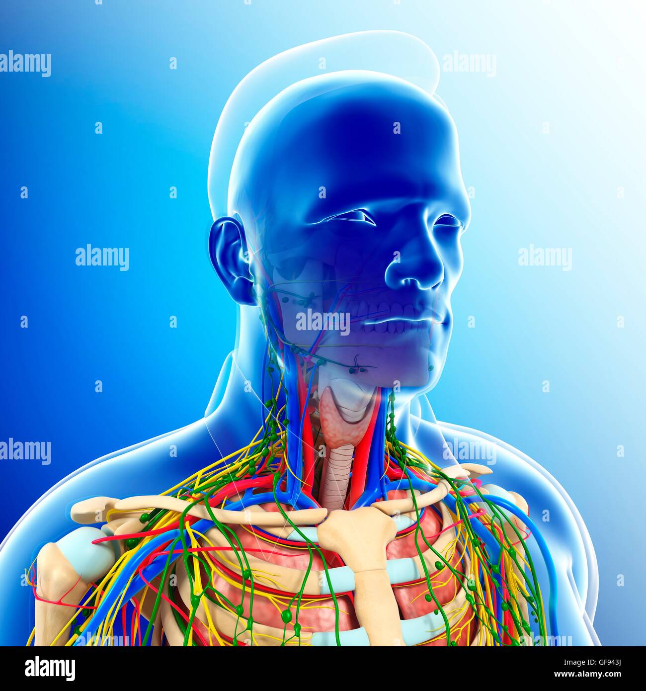 Anatomia del collo immagini e fotografie stock ad alta risoluzione - Alamy