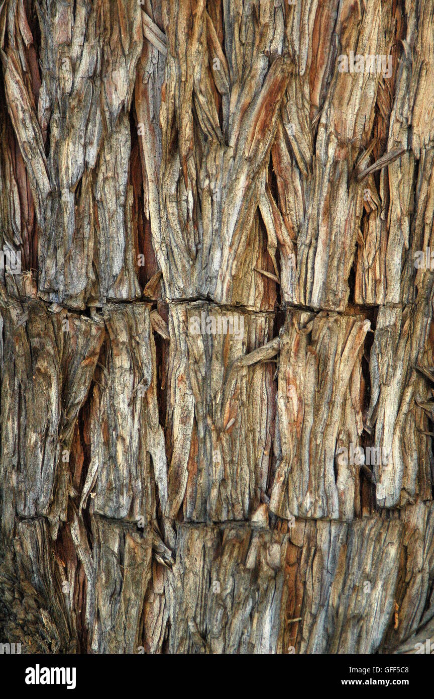 Tagli di corteccia immagini e fotografie stock ad alta risoluzione - Alamy