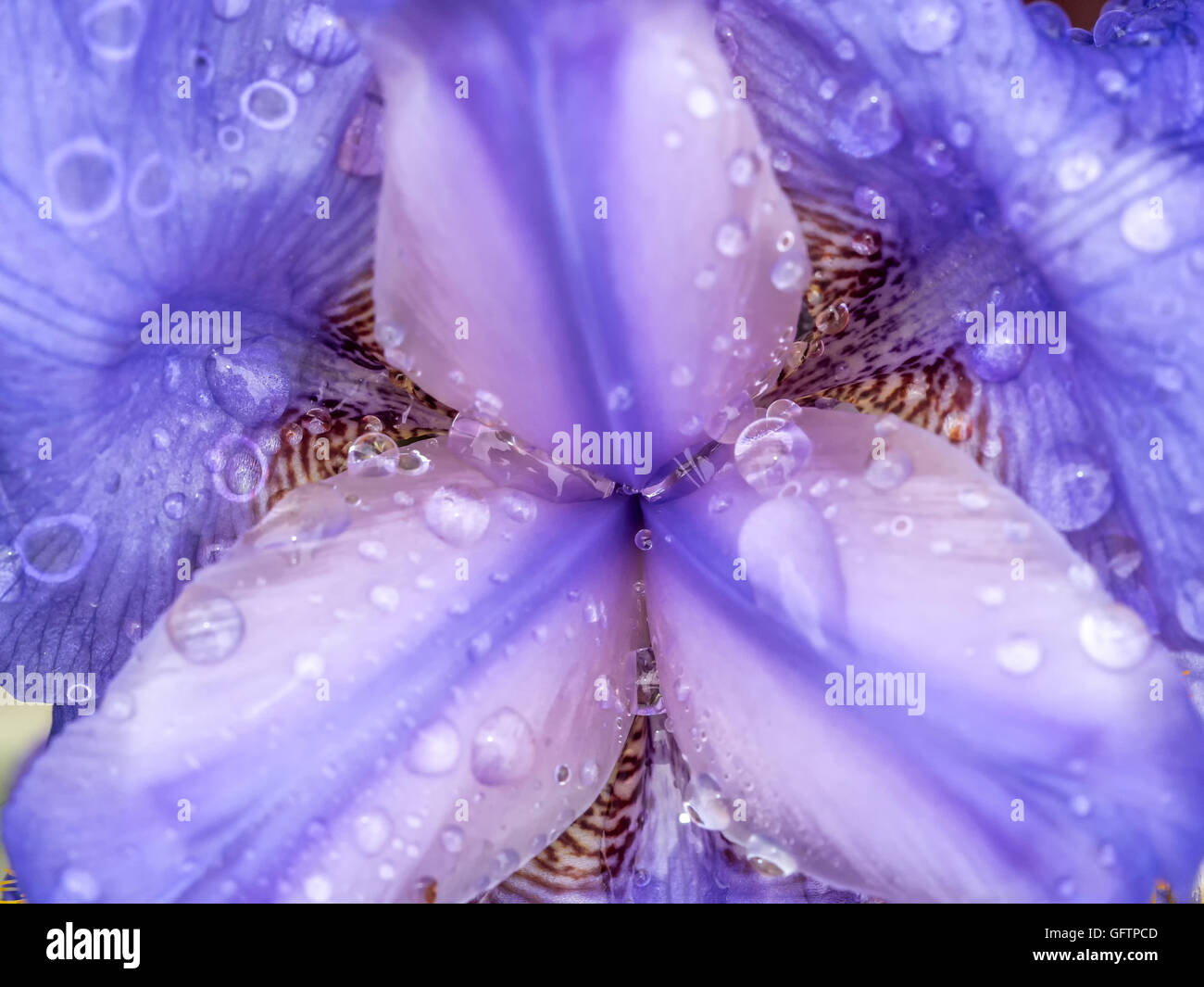 Pianta di iris blu immagini e fotografie stock ad alta risoluzione - Alamy