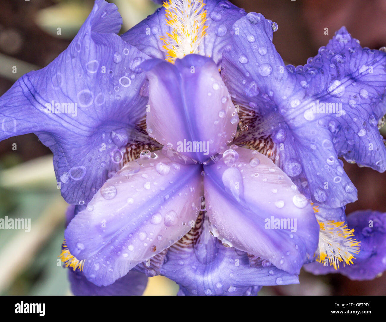 Pianta di iris blu immagini e fotografie stock ad alta risoluzione - Alamy