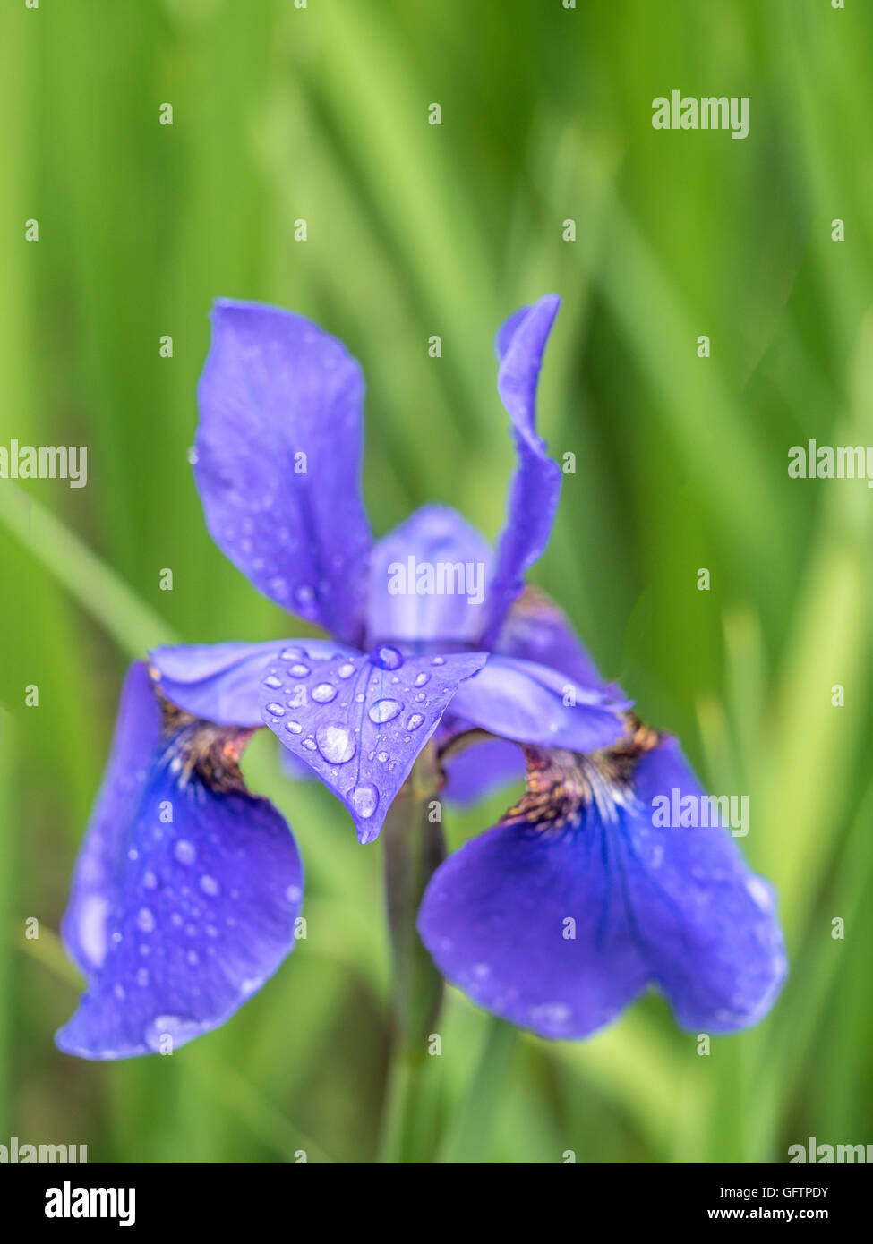 Pianta di iris blu immagini e fotografie stock ad alta risoluzione - Alamy