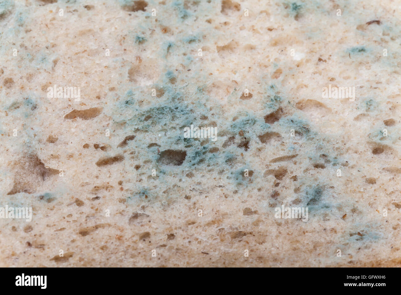 Muffa del pane immagini e fotografie stock ad alta risoluzione - Alamy