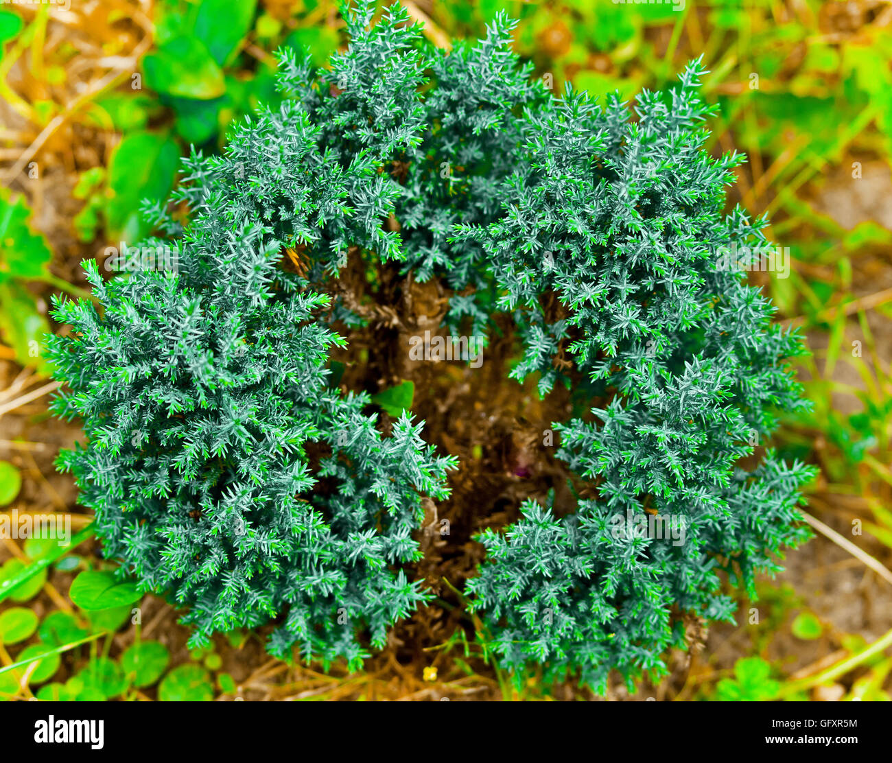Conifere decorative immagini e fotografie stock ad alta risoluzione - Alamy