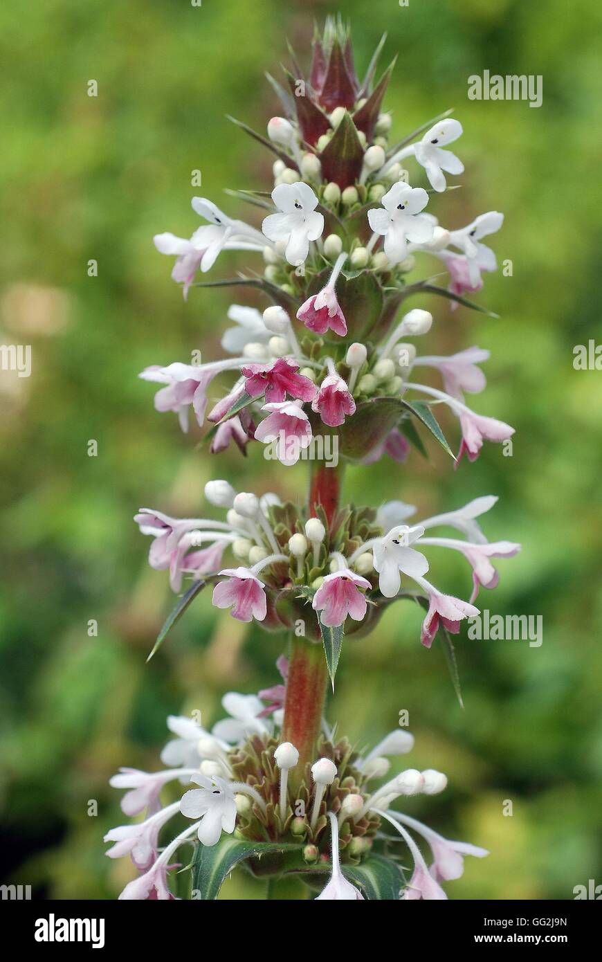Morina longifolia immagini e fotografie stock ad alta risoluzione - Alamy