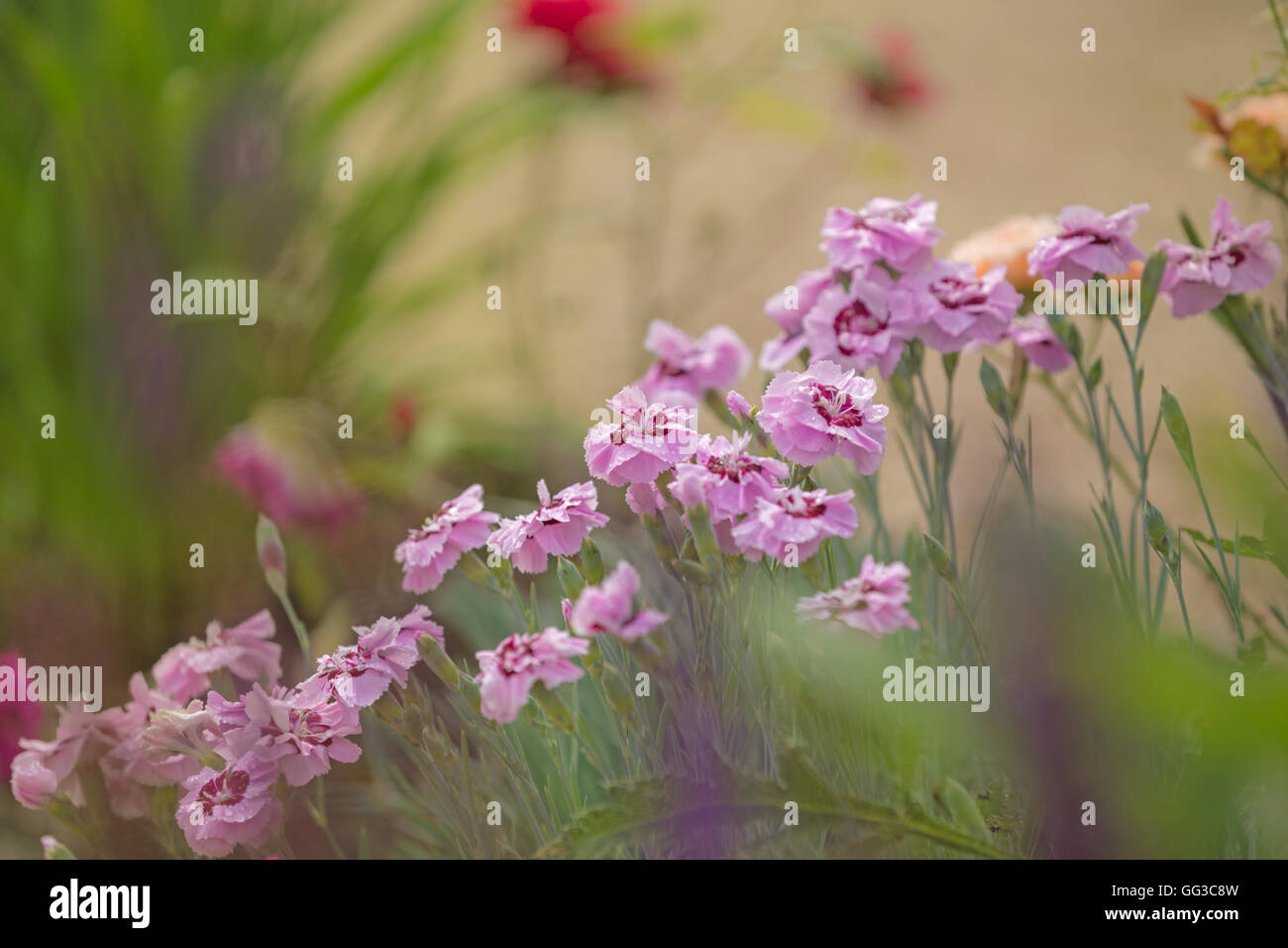 Pink garofano immagini e fotografie stock ad alta risoluzione - Alamy