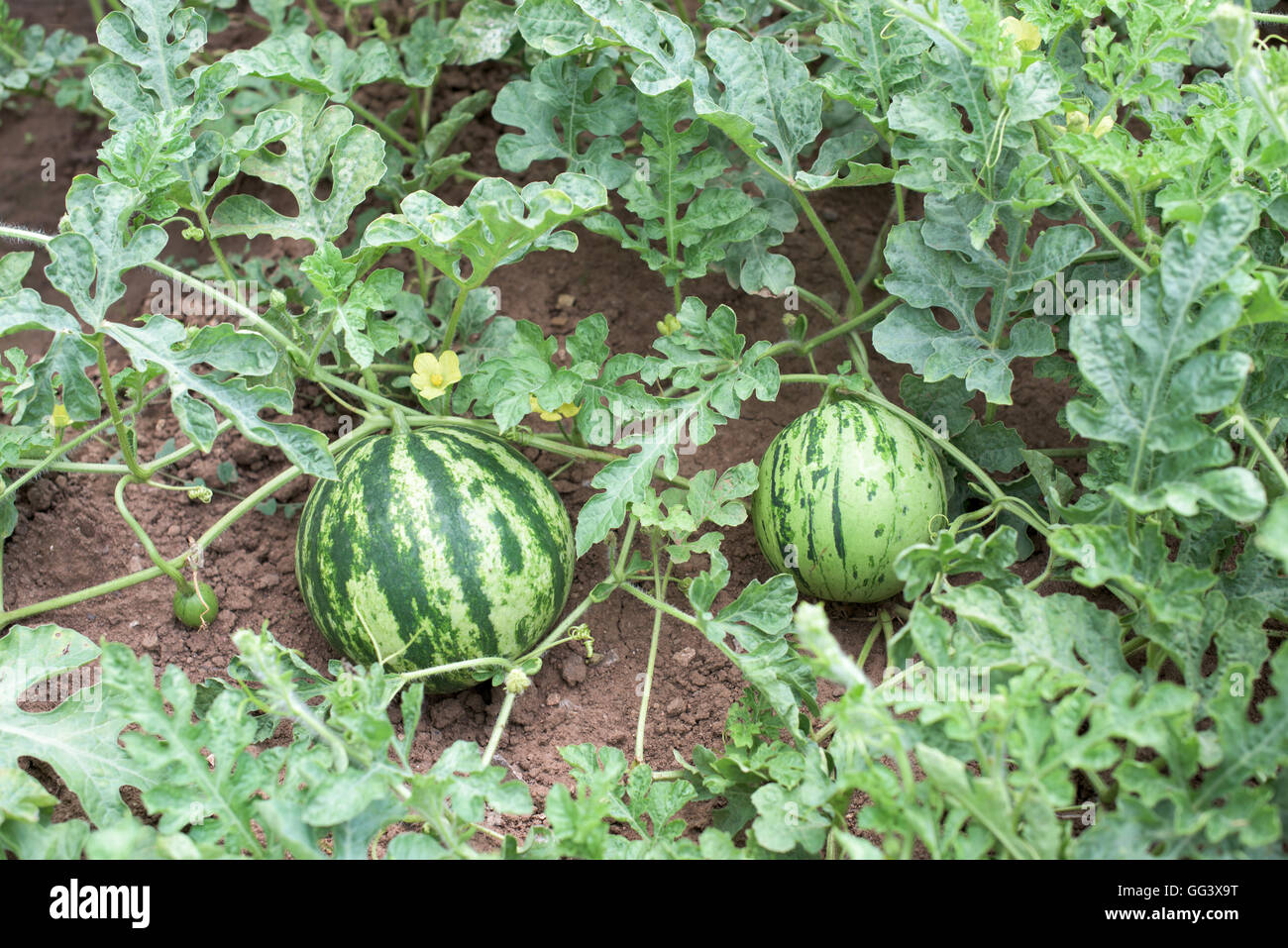 Parte della pianta di anguria con raccolto e fiori Foto stock - Alamy