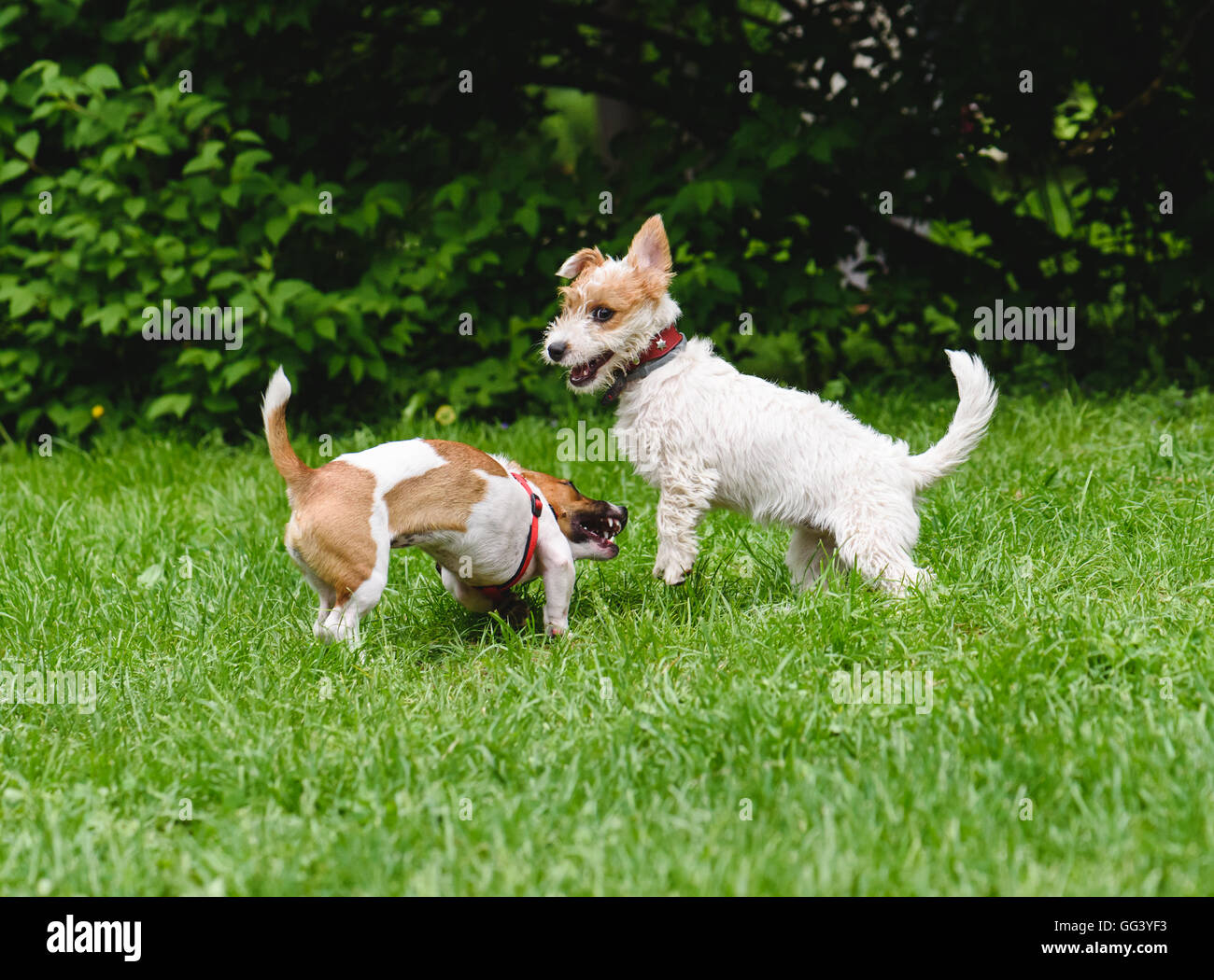 Cani divertenti insieme immagini e fotografie stock ad alta risoluzione ...