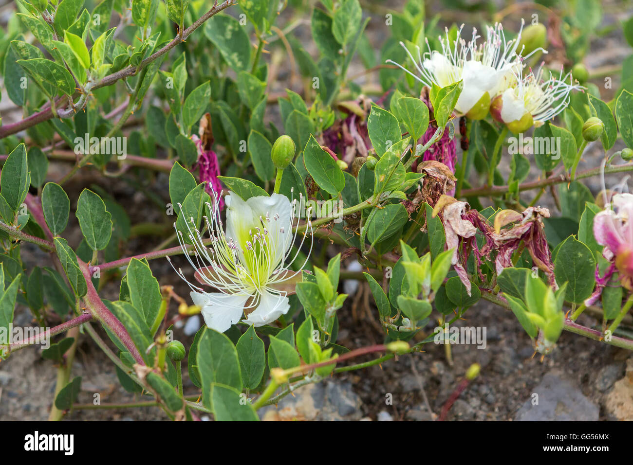 Albero di capperi immagini e fotografie stock ad alta risoluzione - Alamy
