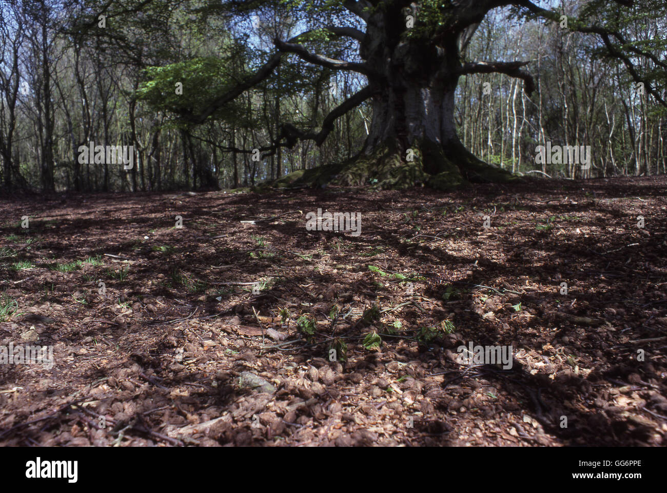 Pavimento in faggio immagini e fotografie stock ad alta risoluzione - Alamy