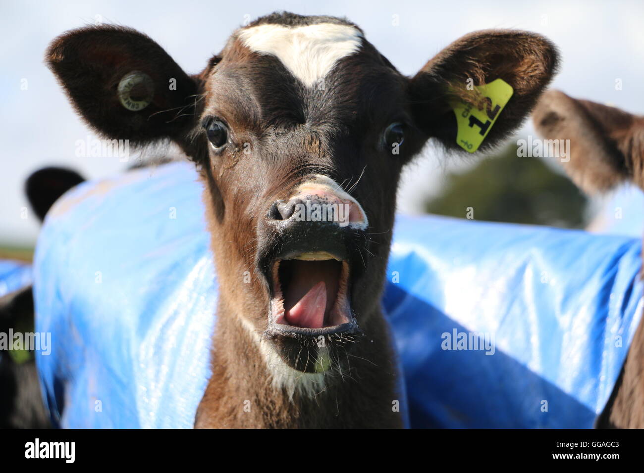 Mucca che ride immagini e fotografie stock ad alta risoluzione - Alamy