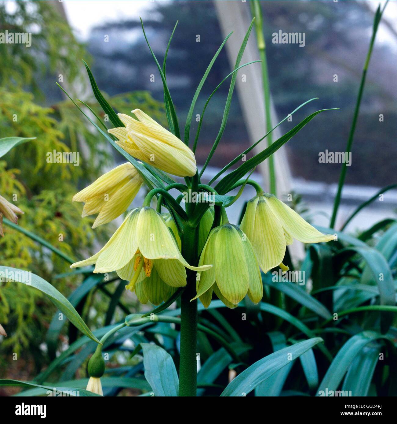 Fritillaria raddeana immagini e fotografie stock ad alta risoluzione ...