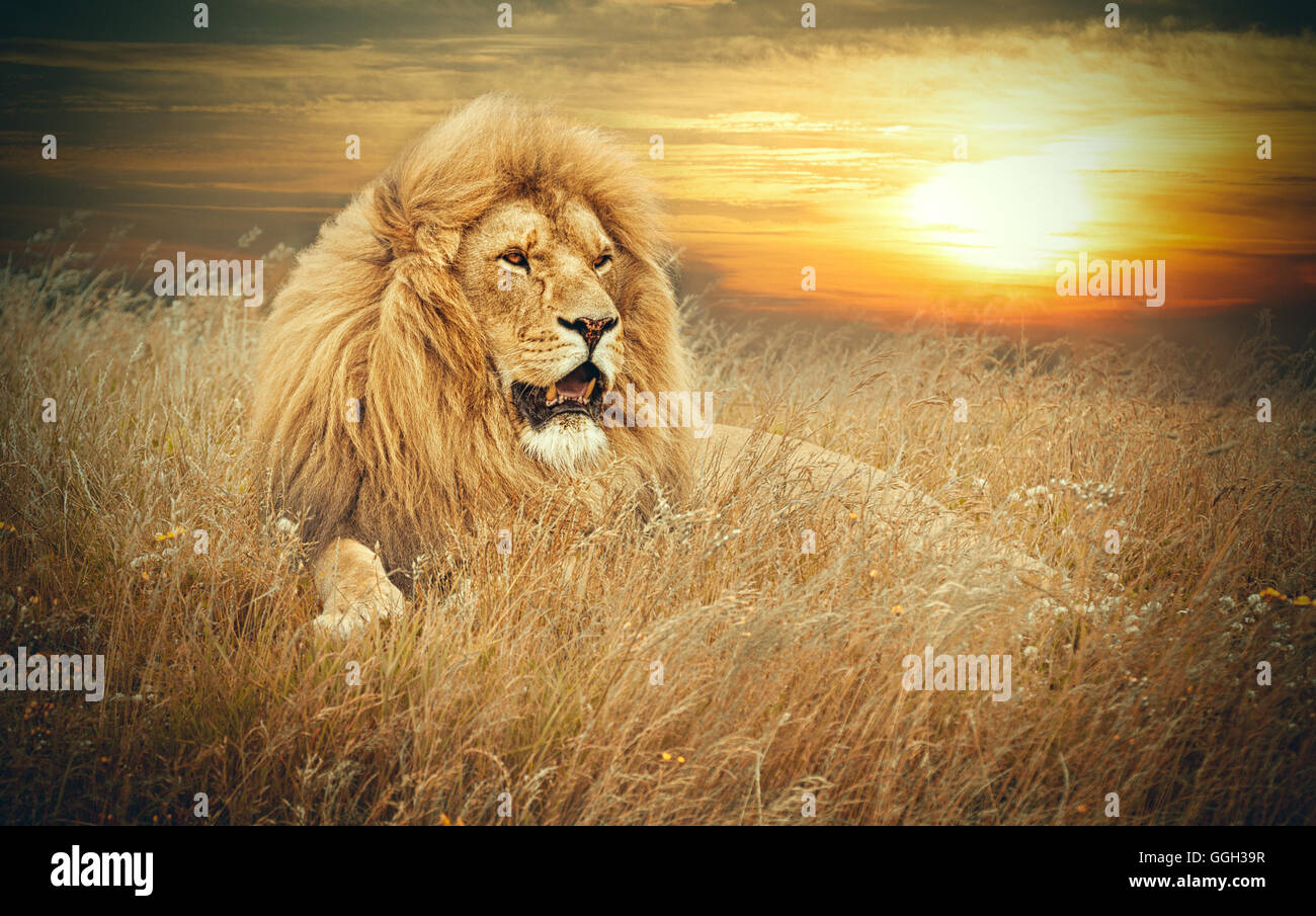 Safari leoni tramonto immagini e fotografie stock ad alta risoluzione ...