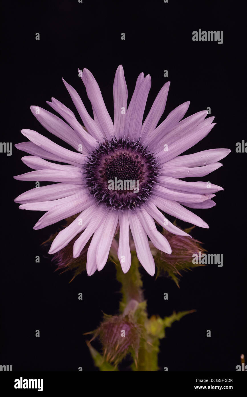 Flora africana immagini e fotografie stock ad alta risoluzione - Alamy