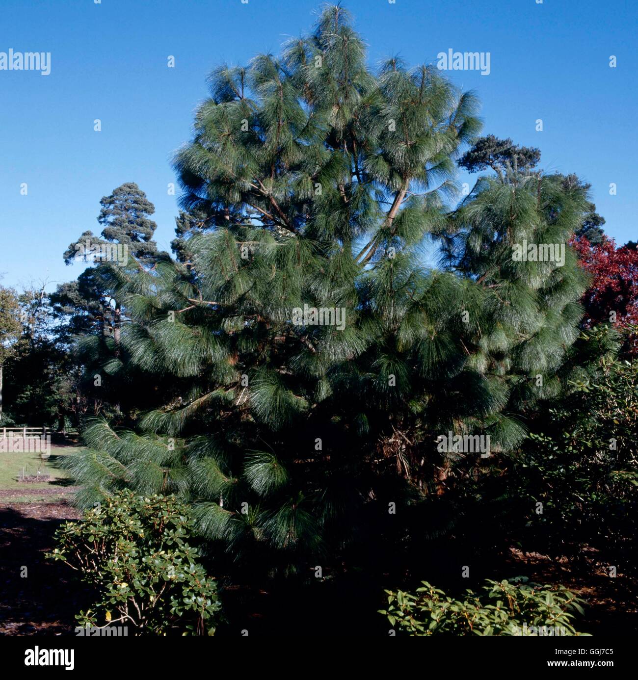 Pinus montezumae immagini e fotografie stock ad alta risoluzione - Alamy