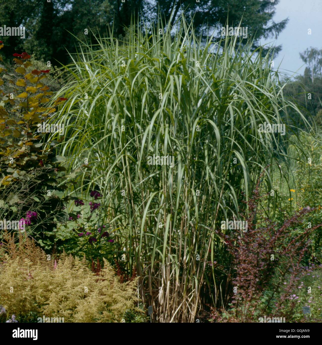 Miscanthus floridulus giganteus immagini e fotografie stock ad alta ...