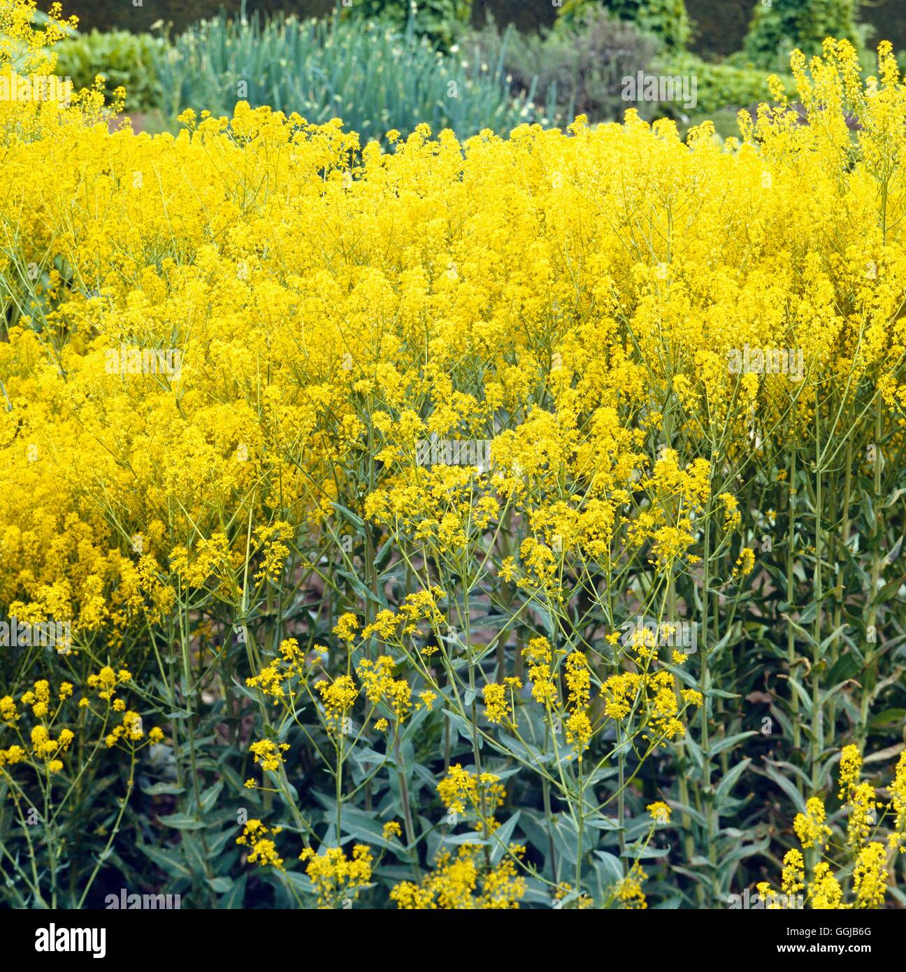 Pianta di guado immagini e fotografie stock ad alta risoluzione - Alamy
