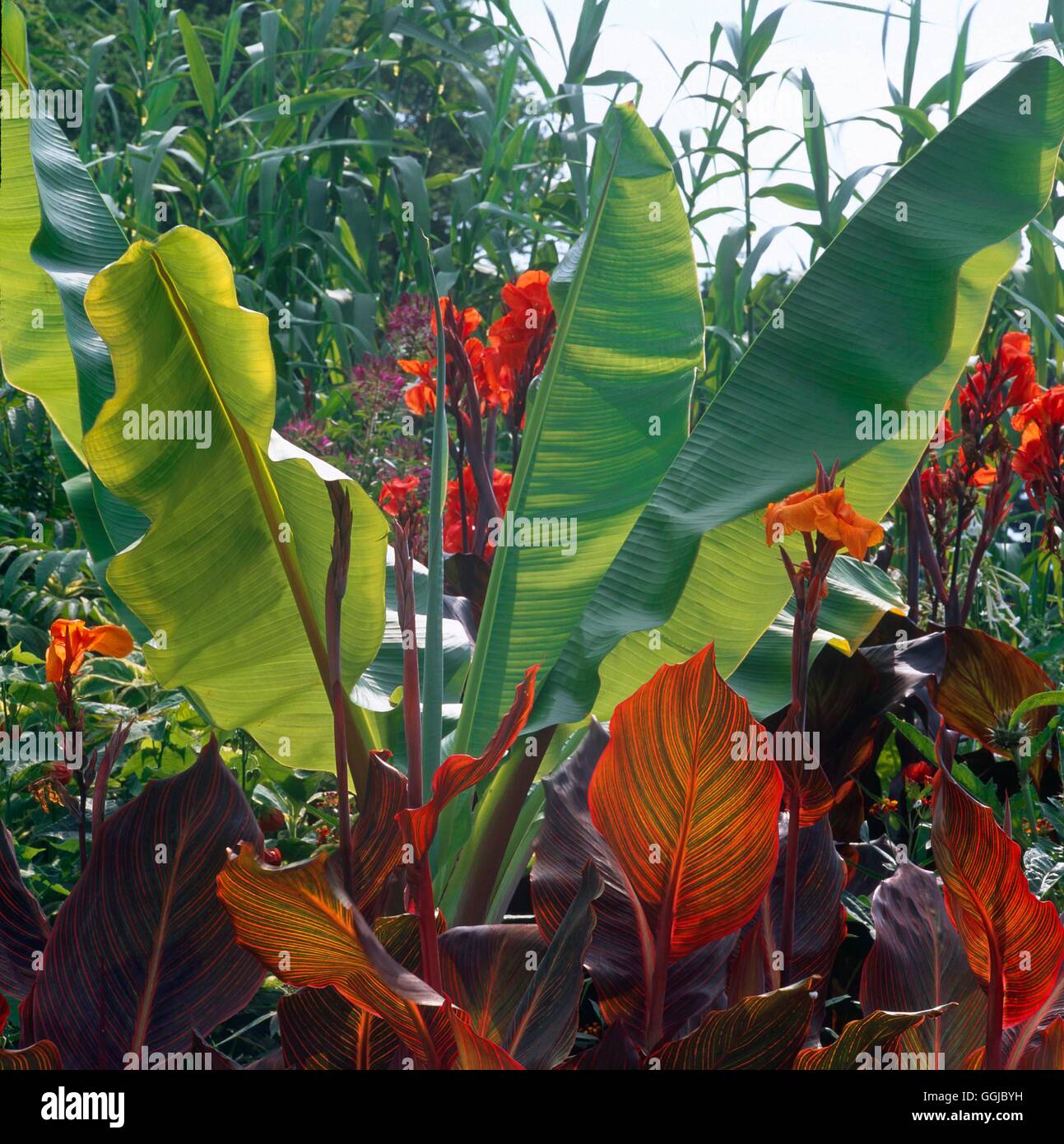 Ensete ventricosum immagini e fotografie stock ad alta risoluzione - Alamy