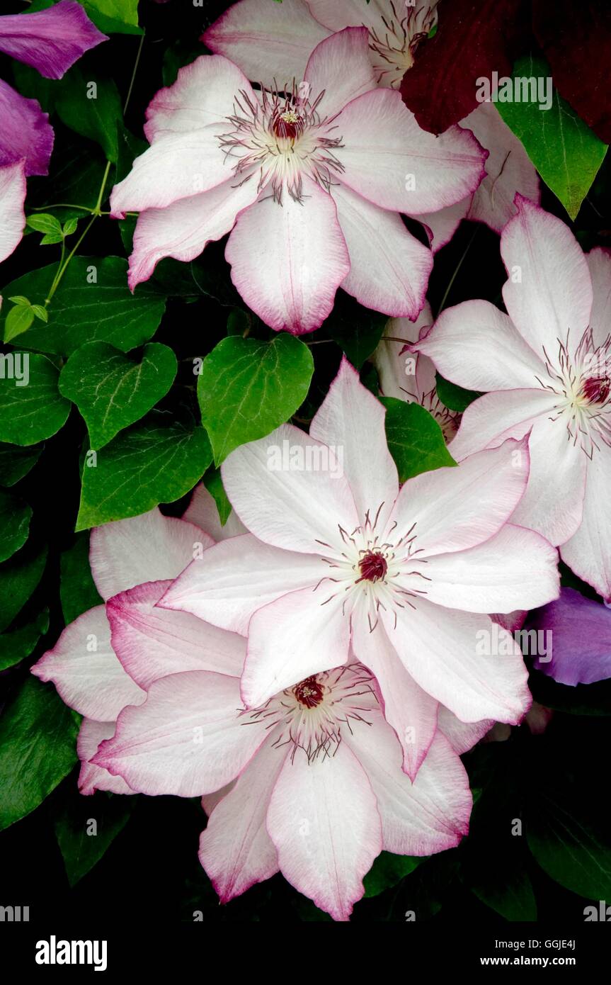 Clematis omoshiro immagini e fotografie stock ad alta risoluzione - Alamy