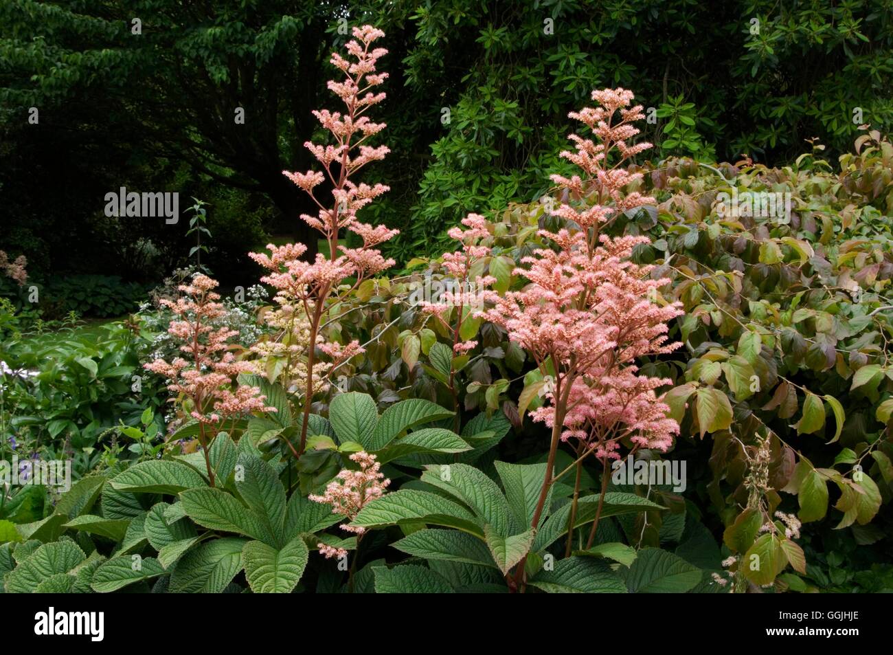 Rodgersia pinnata superba immagini e fotografie stock ad alta ...