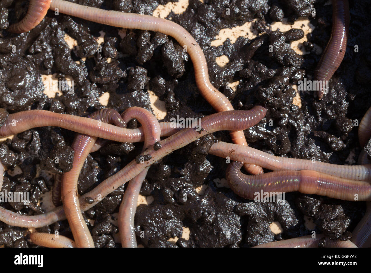 Lombrichi lumbricus terrestris immagini e fotografie stock ad alta ...