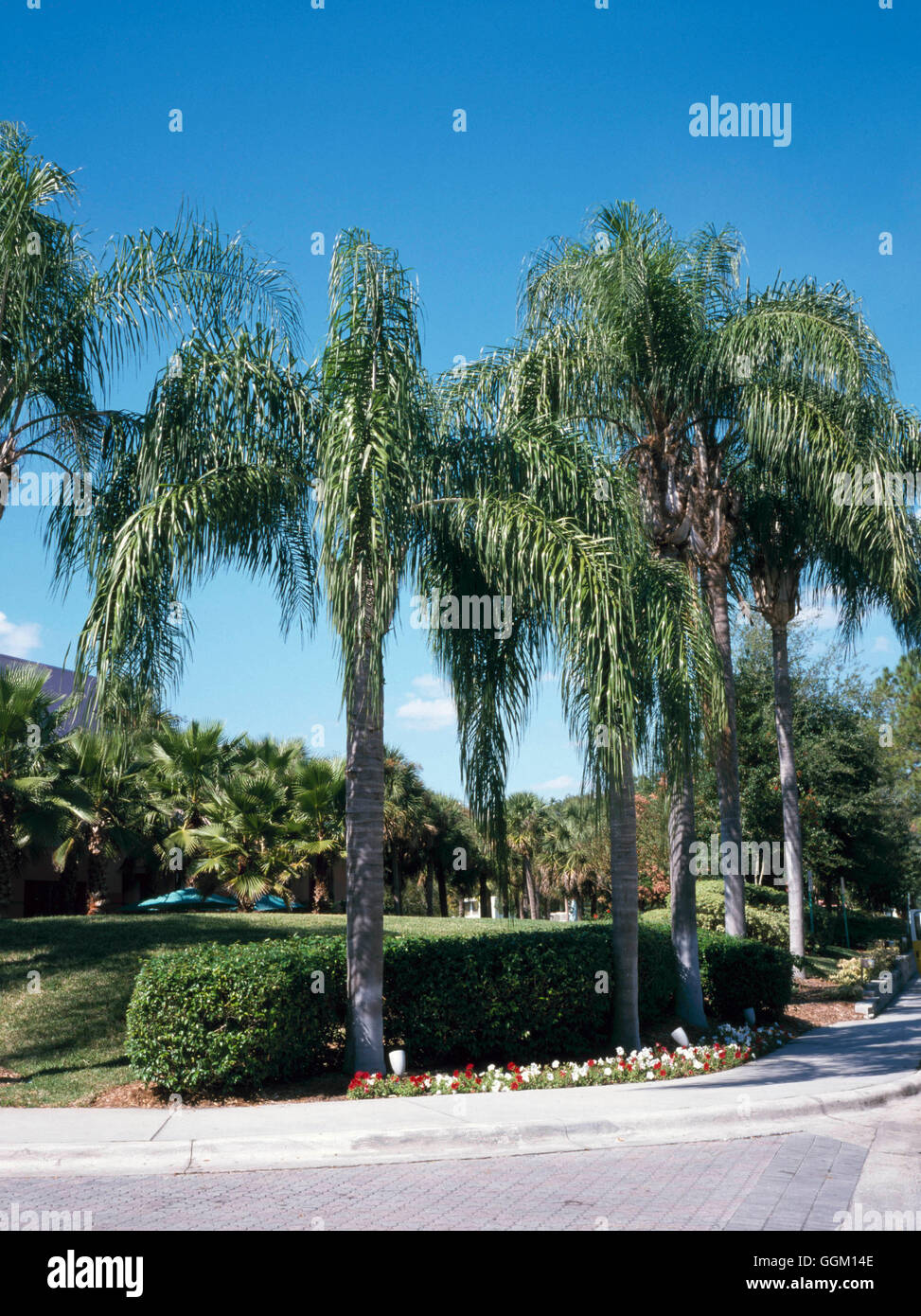 Palm syagrus romanzoffiana immagini e fotografie stock ad alta ...