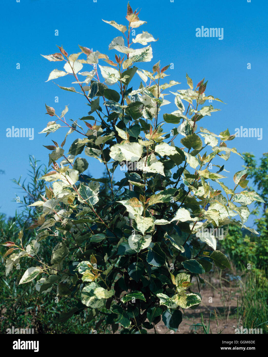 Populus x candicans immagini e fotografie stock ad alta risoluzione - Alamy