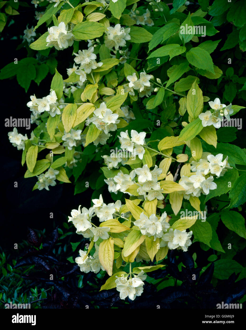 Philadelphus coronarius aureus immagini e fotografie stock ad alta ...