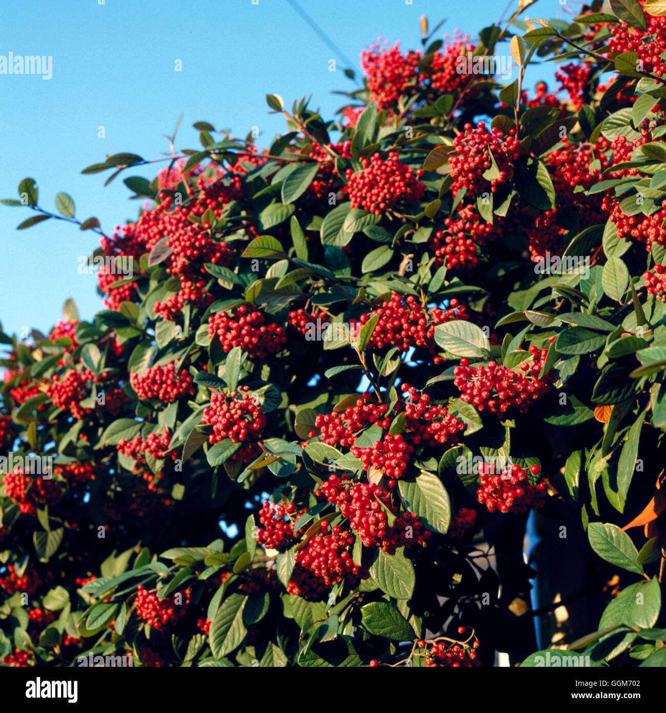 Cotoneaster lacteus immagini e fotografie stock ad alta risoluzione - Alamy