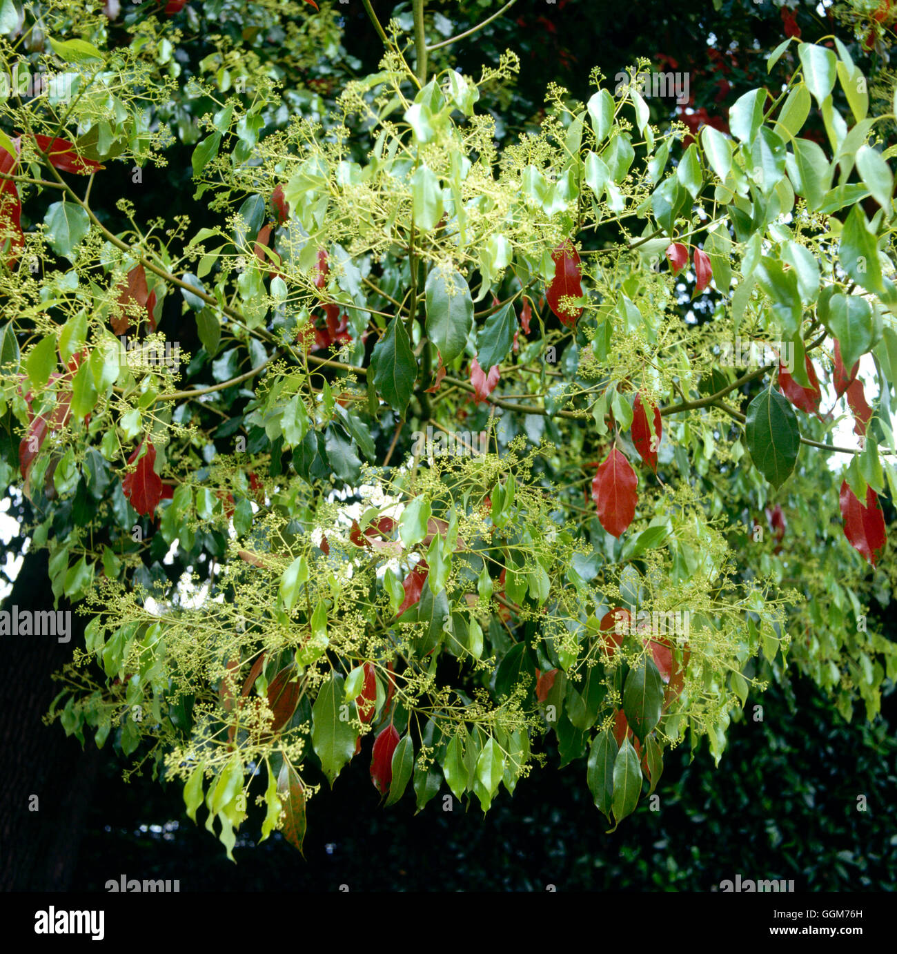 Albero di canfora cinnamomum camphora immagini e fotografie stock ad ...