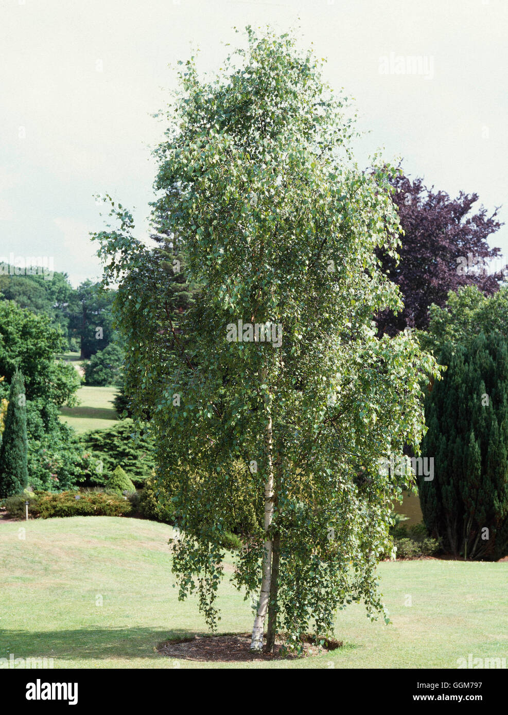 Albero di betula immagini e fotografie stock ad alta risoluzione - Alamy