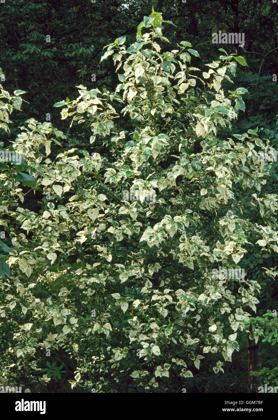 Populus x candicans immagini e fotografie stock ad alta risoluzione - Alamy