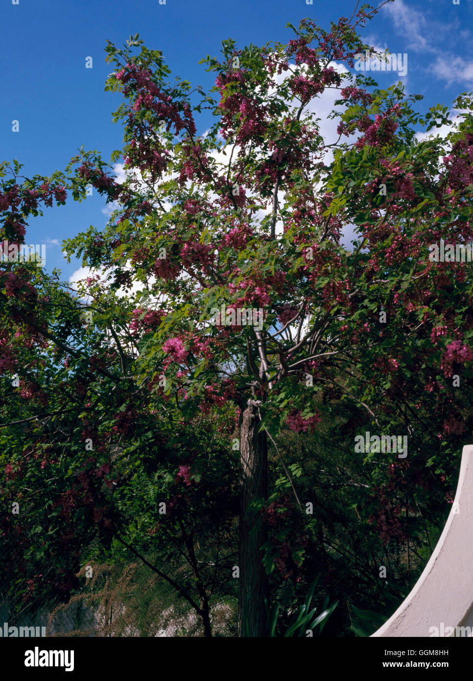 Robinia hispida immagini e fotografie stock ad alta risoluzione - Alamy
