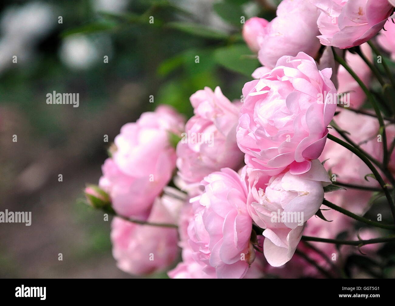 Pianta di peonia in giardino immagini e fotografie stock ad alta ...