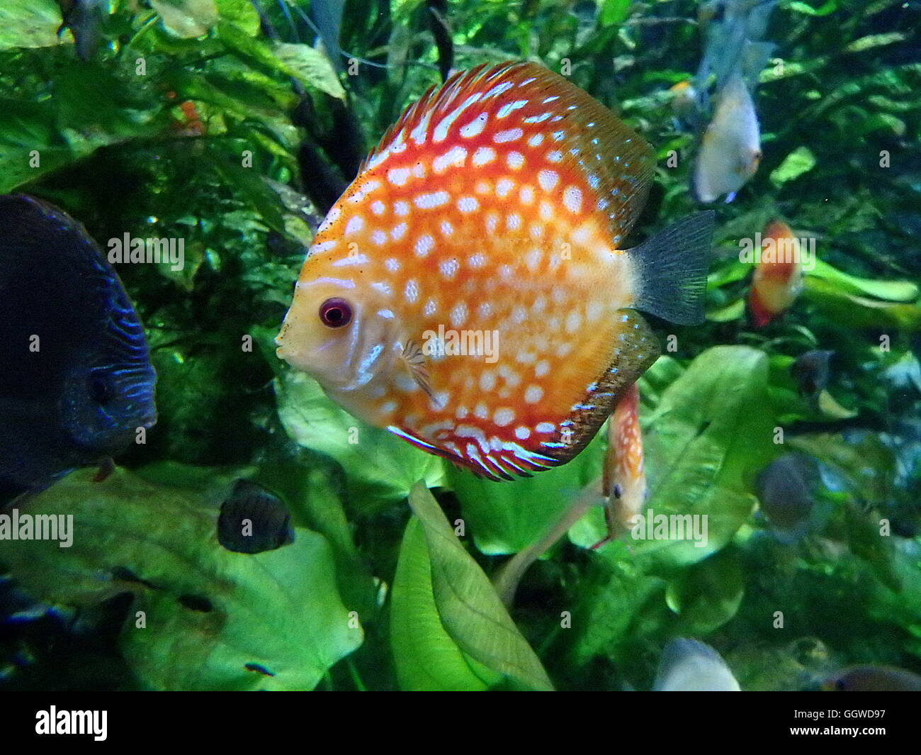 Discus pesci tropicali colorati pesci discus Foto stock - Alamy