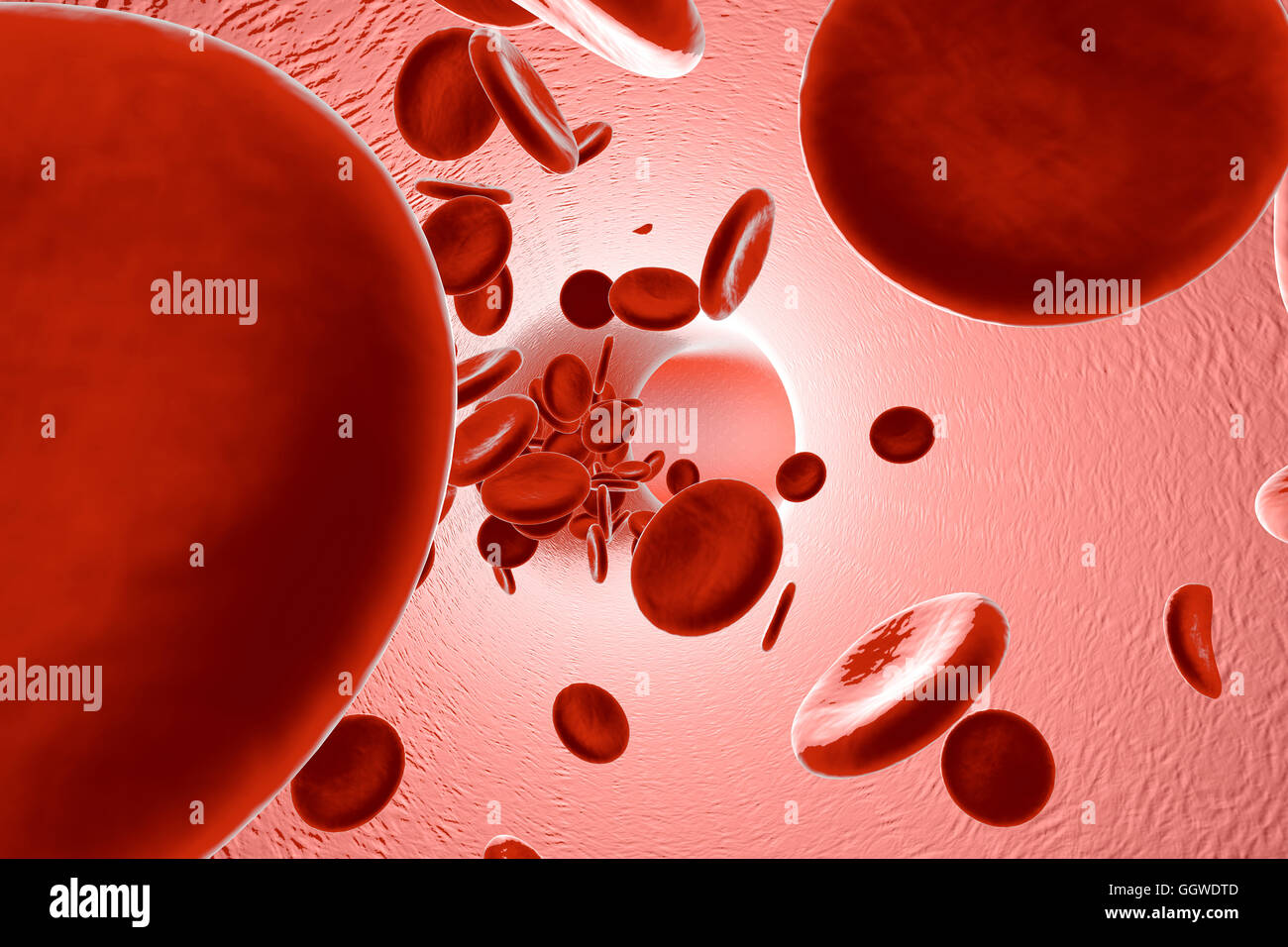 Cellule di eritrociti che scorrono nei vasi sanguigni immagini e ...